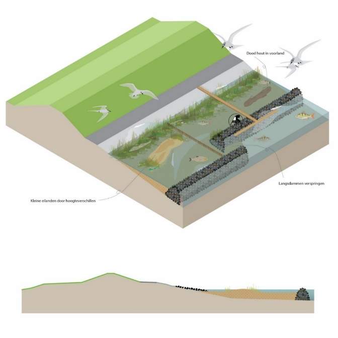 Reinforcement IJsselmeerdijk (dike) with a foreshore | Nature-based ...